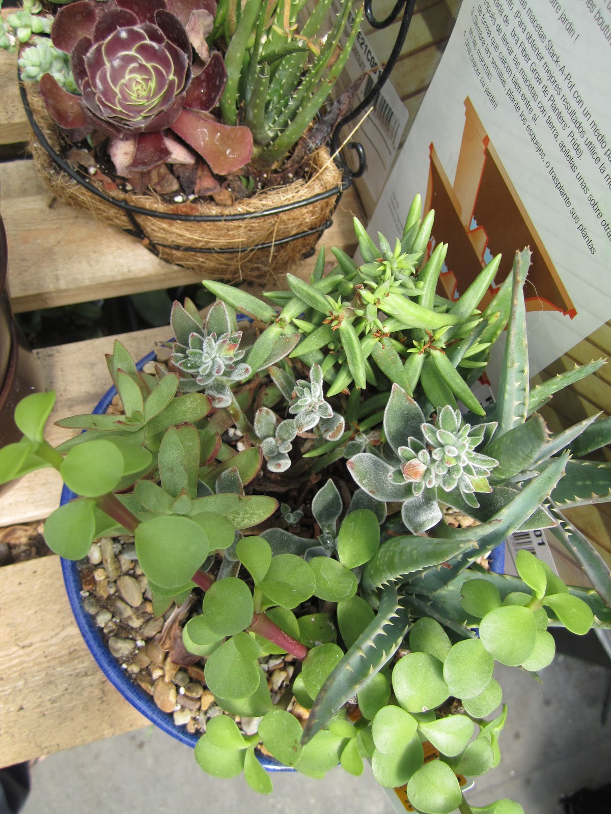 Weekend Garden Goodies