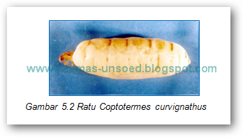 Semut dan Rayap Serta Pengendaliannya – Jati.id