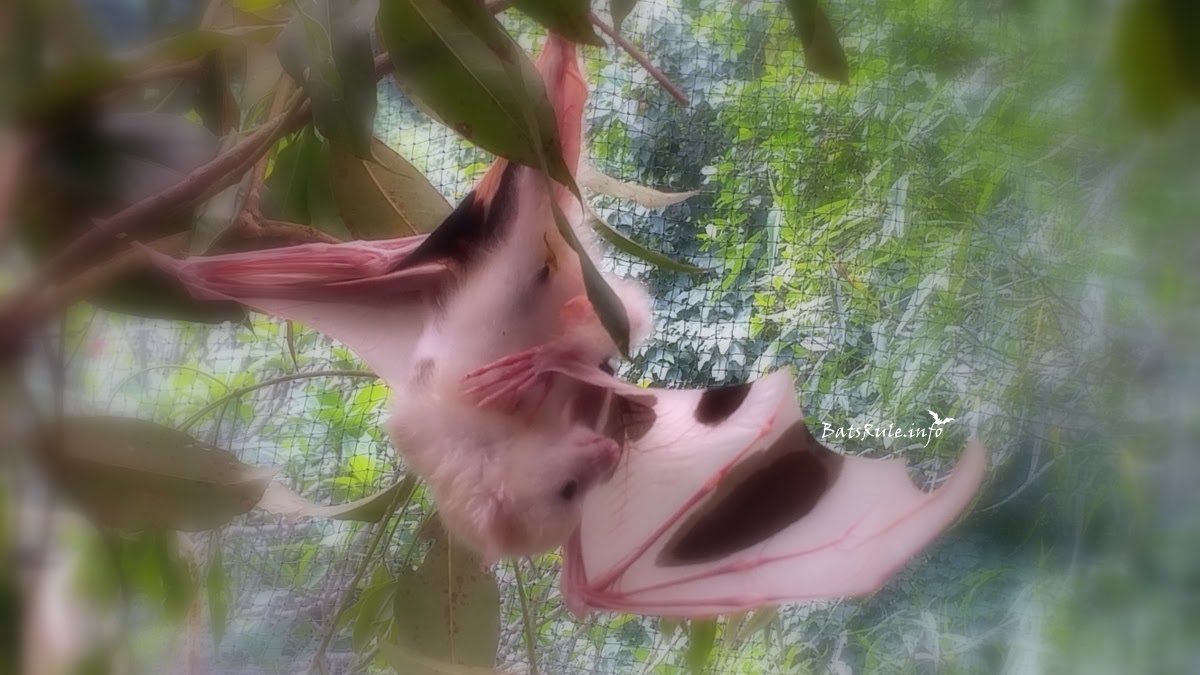 Tal'ngai Dha'run | Megabat | Leucistic Grey-headed (Flying-fox) (Fruit ...