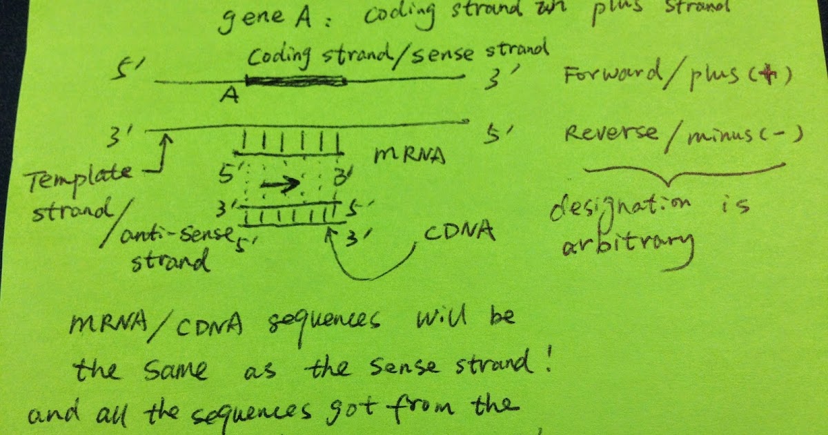 Diving into Genetics and Genomics: Understanding the Forward strand and ...