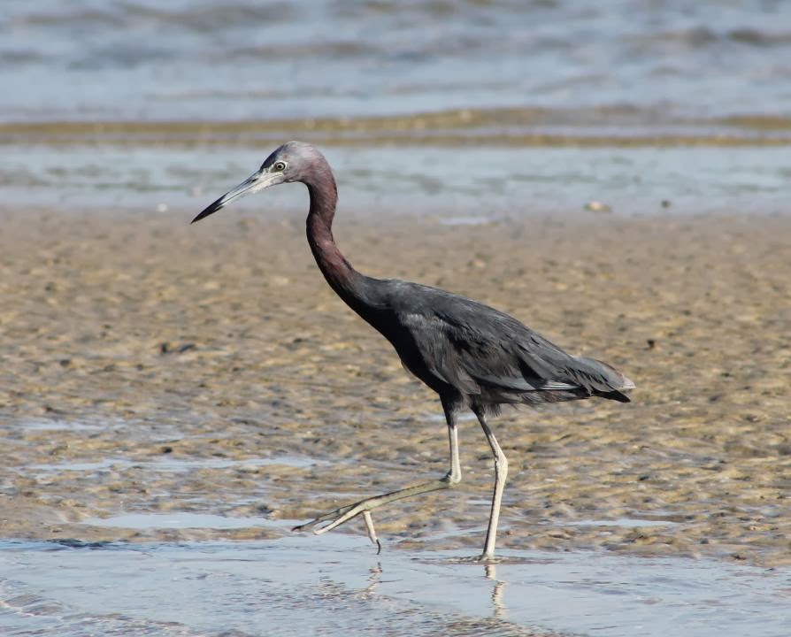Argentina nativa: Garza azul (Egretta caerulea)