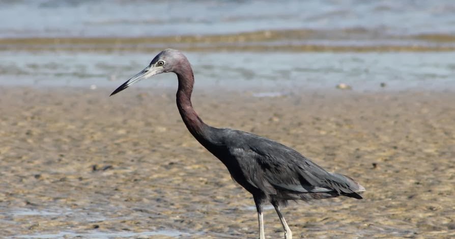 Argentina nativa: Garza azul (Egretta caerulea)