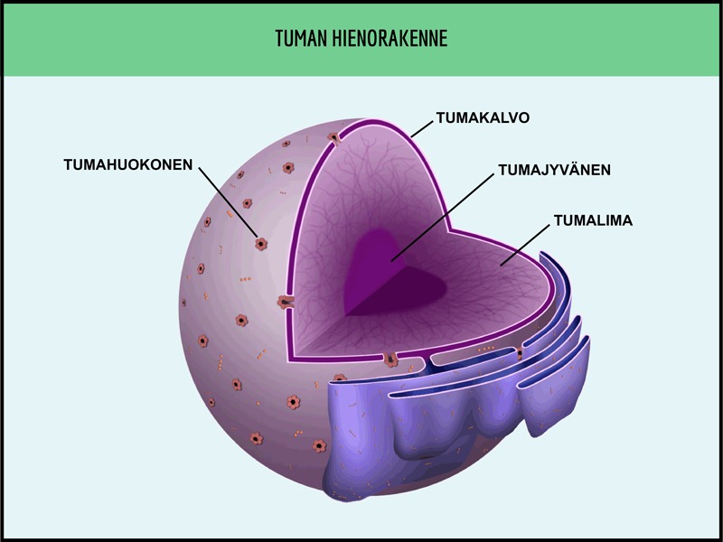 Solu ja perinnöllisyys : 4. Geenit ohjaavat proteiinien rakentumista