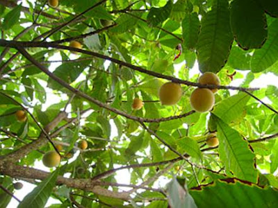 GUAPEBA (Fruta do Imperador) - Studio Verde