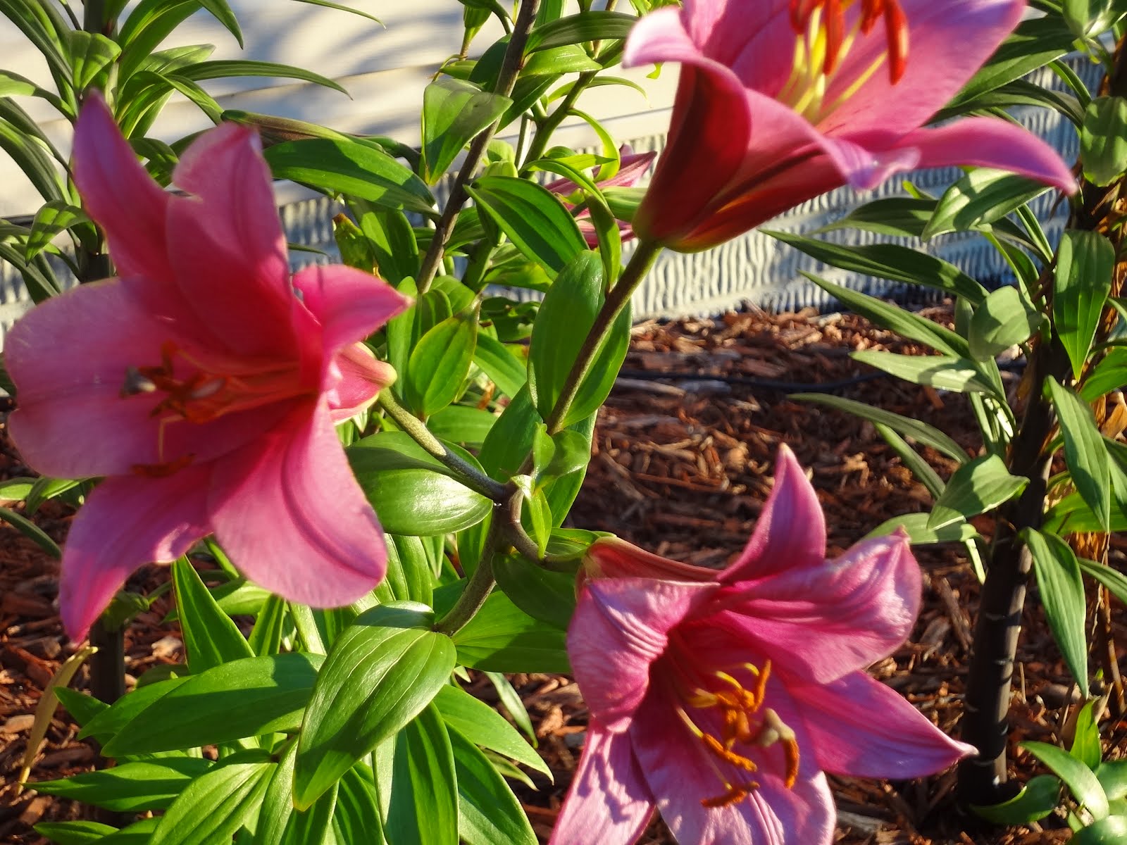 I Keep House: Among the Lily Tree Garden