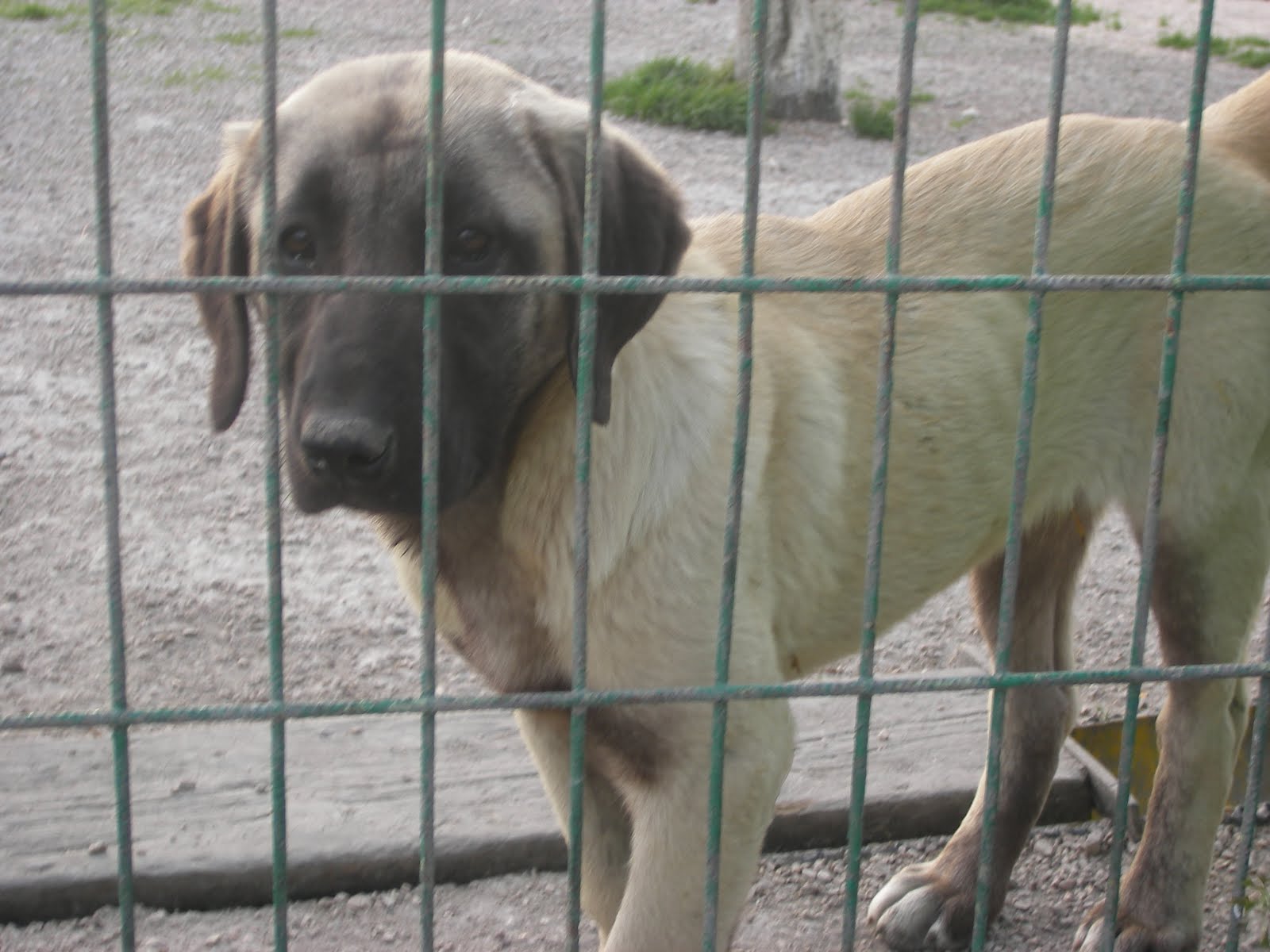 Vida na Turquia e outras cositas mas: Kangal Turco