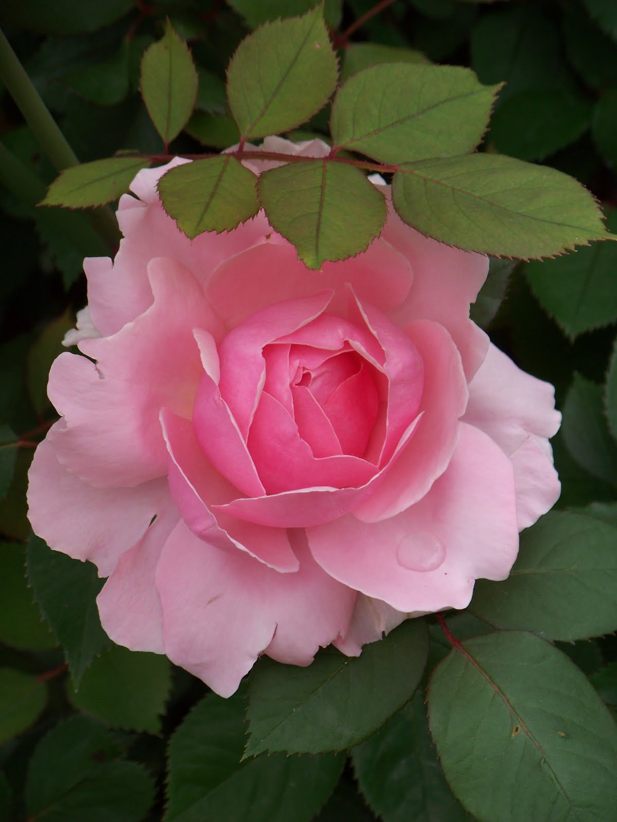 I Love My Garden: English Roses