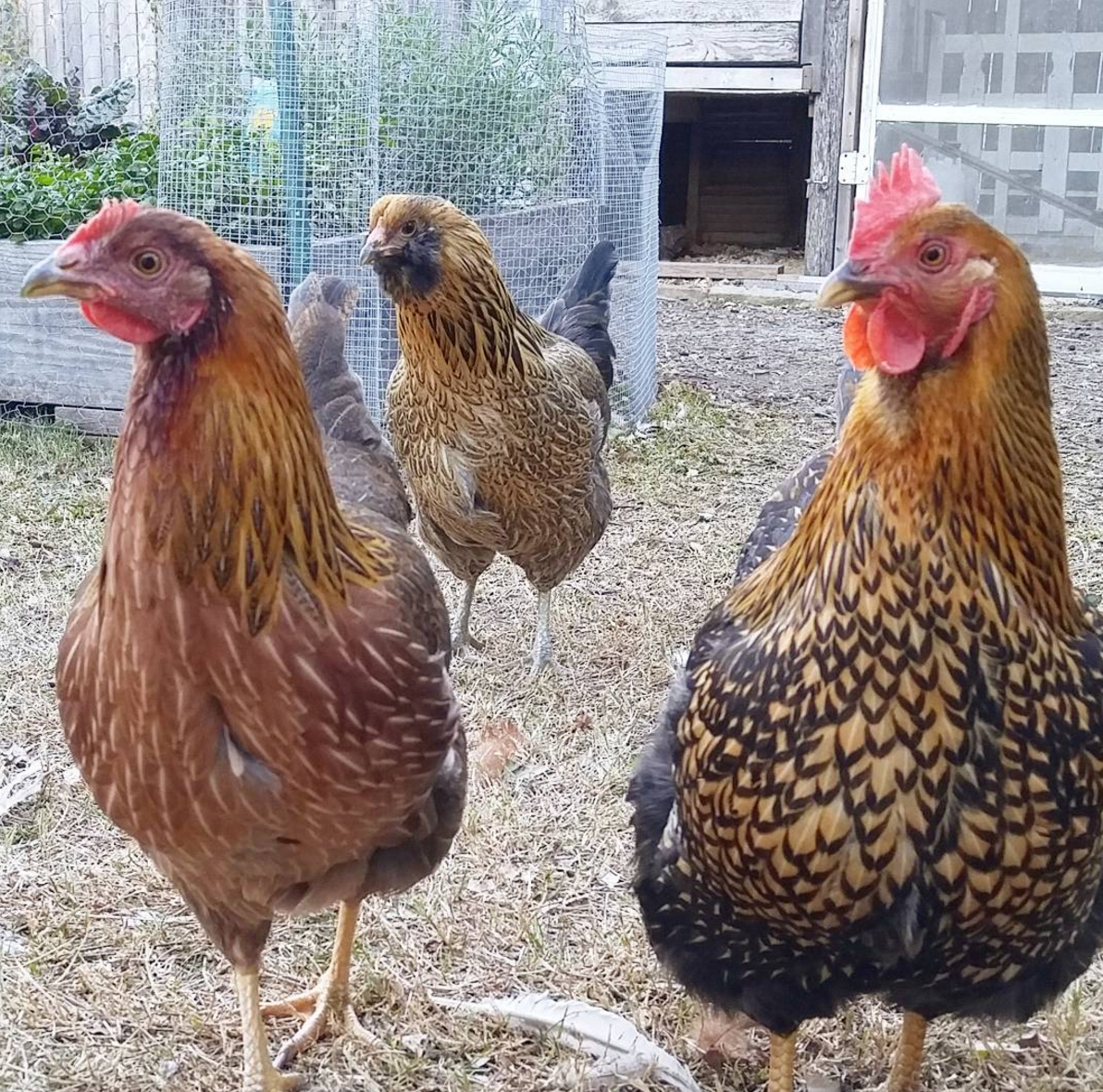 La Maison Boheme: February Chicken Report