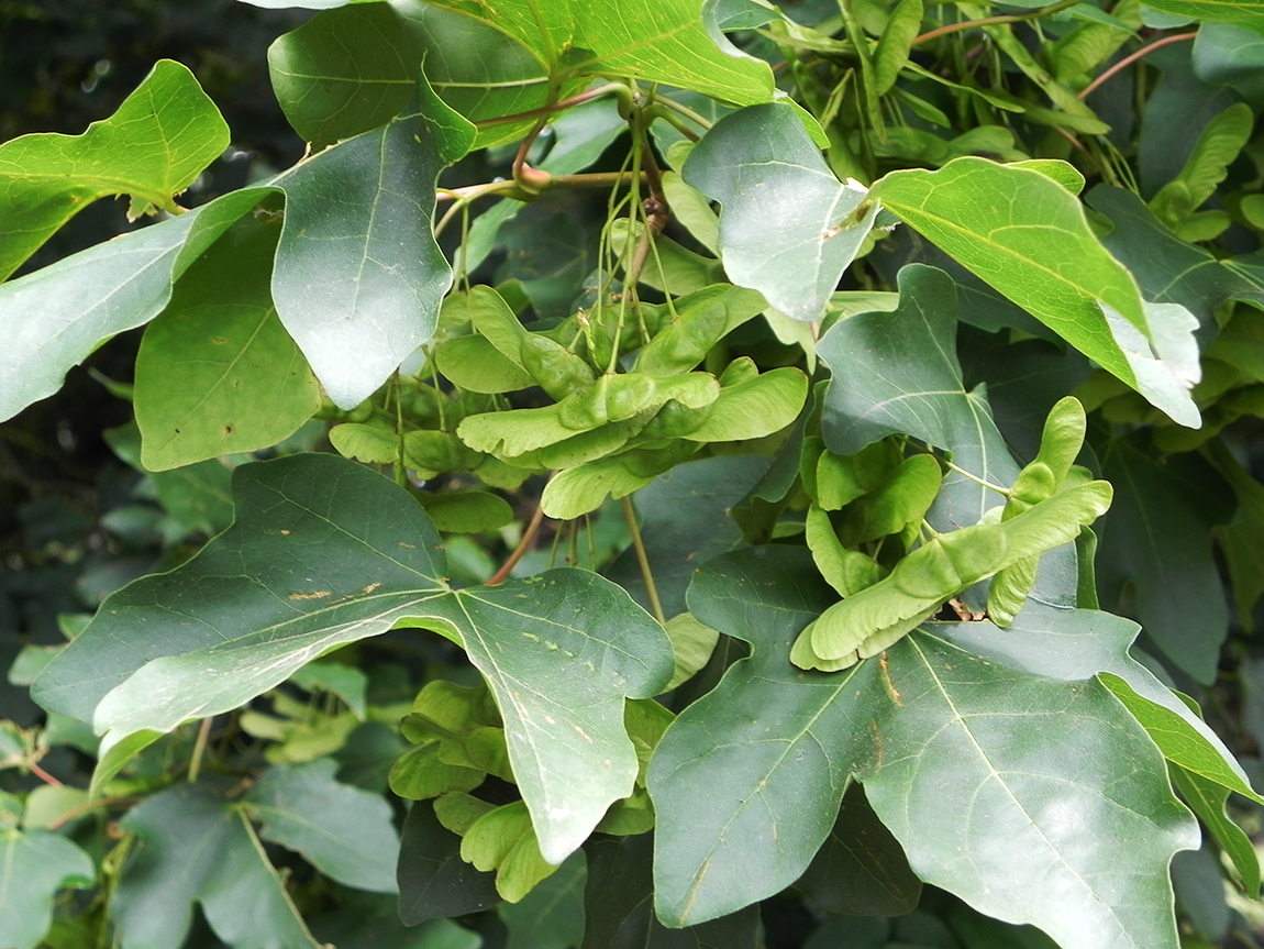 Á R B O L E S (T R E E S) y P A L M E R A S (P A L M S): Acer campestre ...