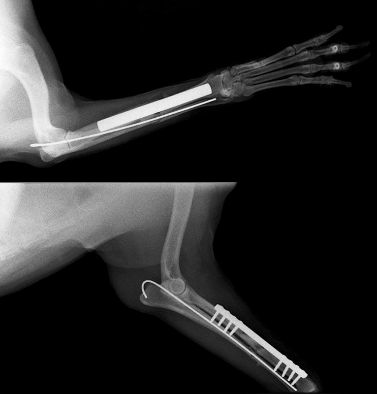 ARTROVET: Fractura de cúbito y radio
