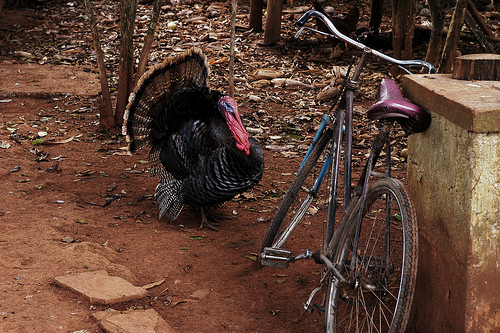 MEECH Custom Bicycles: Happy Thanksgiving
