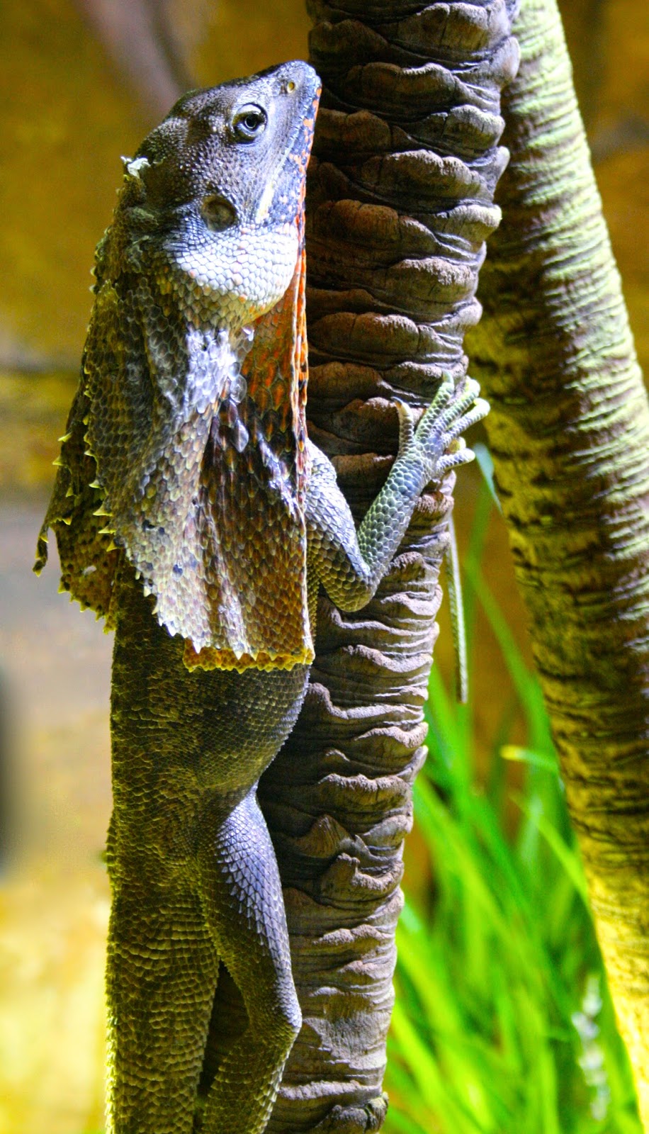 Take On Takapuna: Melbourne Zoo