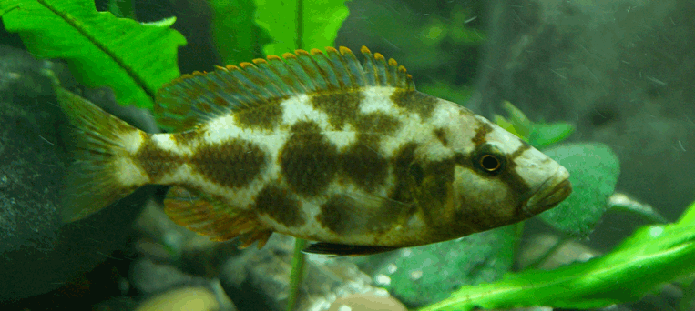 Fish Pictures: Livingston's cichlid - Nimbochromis livingstonii