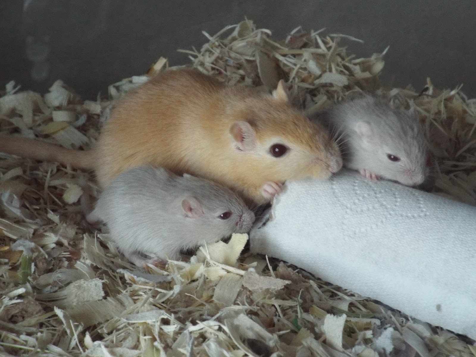 The Gerbil Journal: Family life
