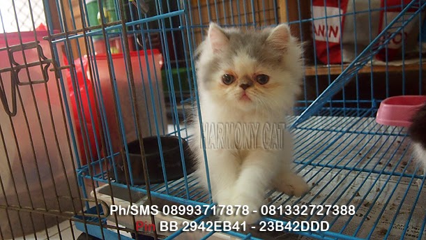 Hamster Dan Kucing Persia Murah Surabaya: KUCING PESEK / PIGNOSE ...
