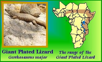 randuwa: East African Savanna: The Reptiles