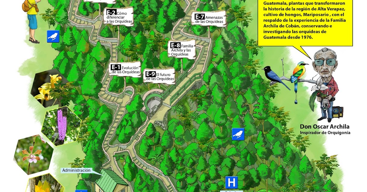 COBAN: Mapa de Orquigonia