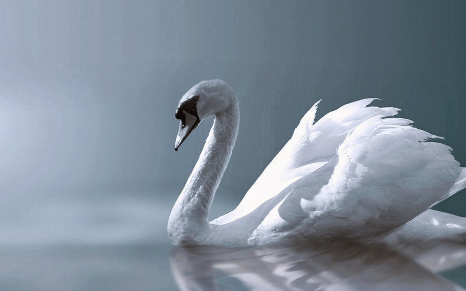 EL CISNE