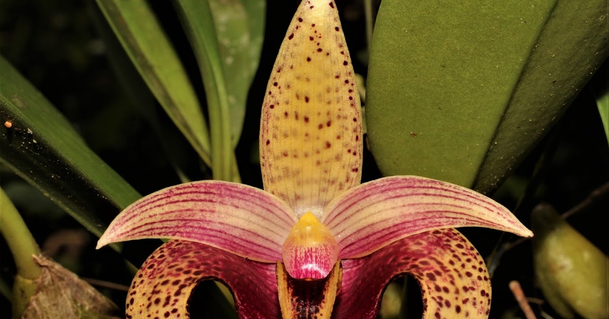 Ricardo's Blog, : Bulbophyllum sumatranum flowers, produced by the same ...