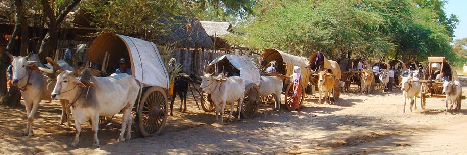 ASALAM.CO: Asad Umar to launch Islamabad Bullock-Cart Metro Transport