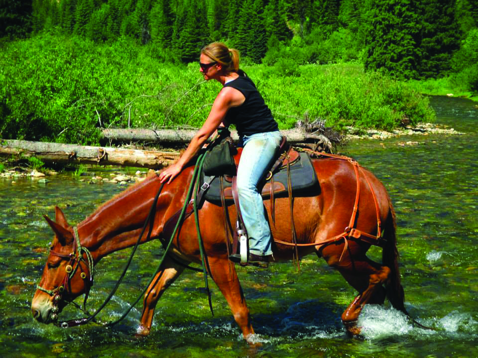 Mules and More Magazine: Repurposing Retired Race Mules