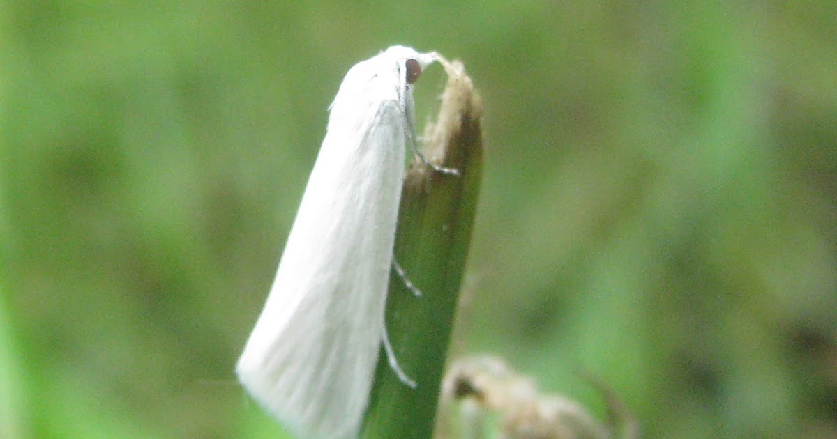 Pertanian untuk Peradaban