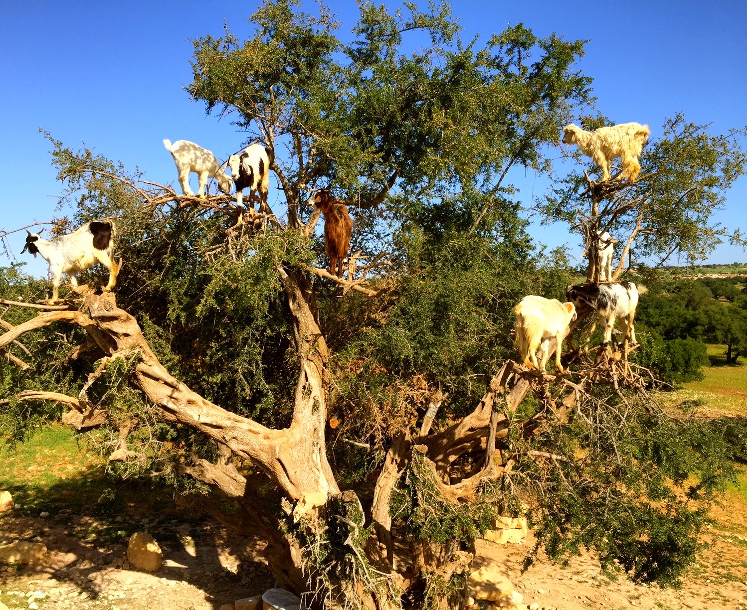 The View from Southwest Station: Eight goats munching in an Argan tree