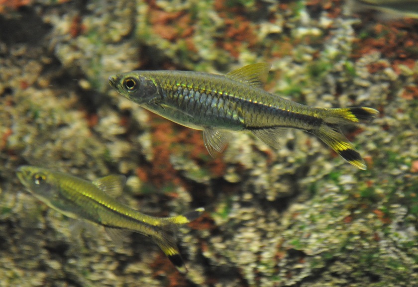 ZOOTOGRAFIANDO (6.100 ANIMALS): RASBORA COLA DE TIJERA / THREE-LINED ...