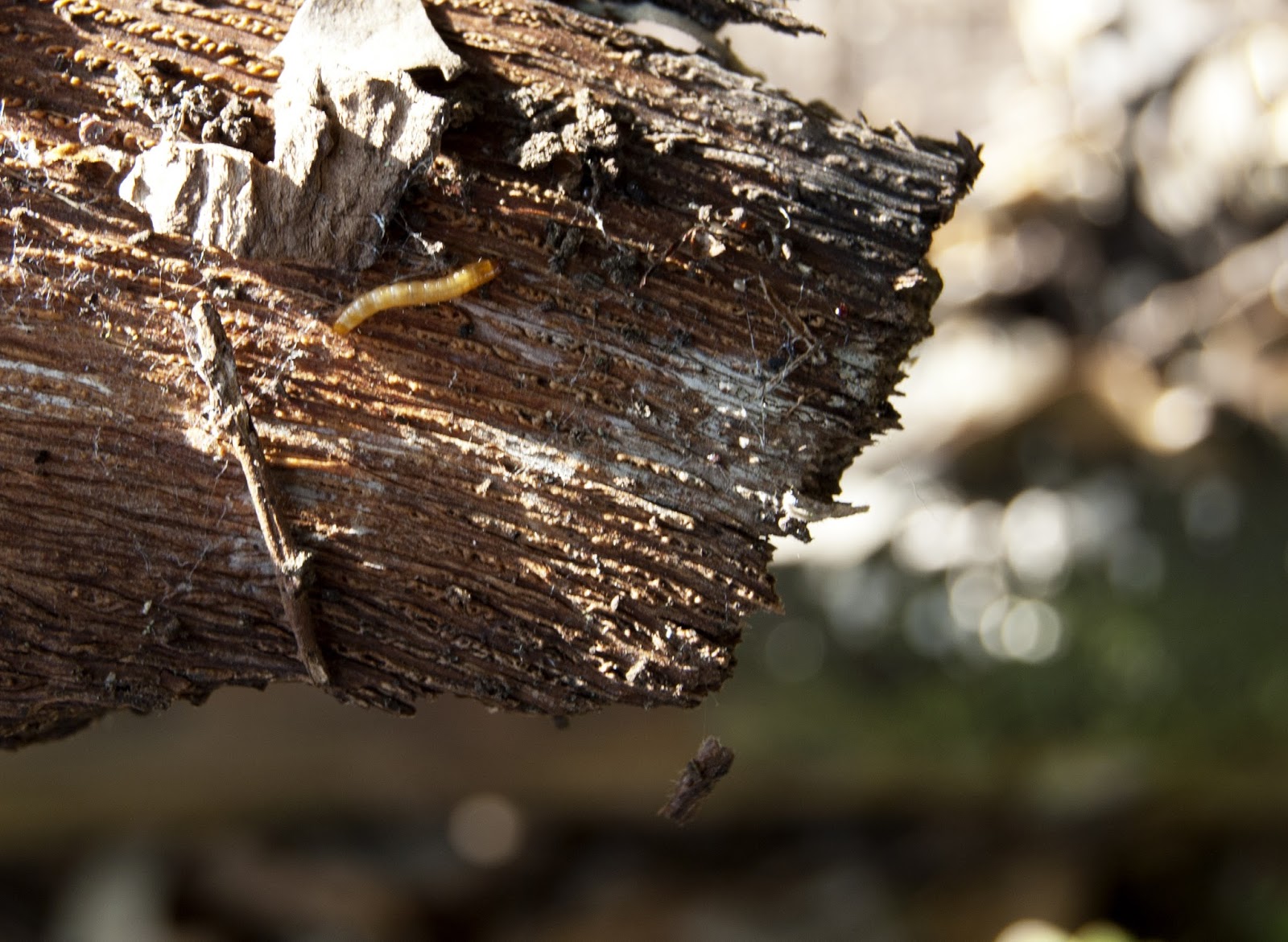 Nature Blog by Alexandra: Creepy Crawly INSECTS in a Log Pile.......