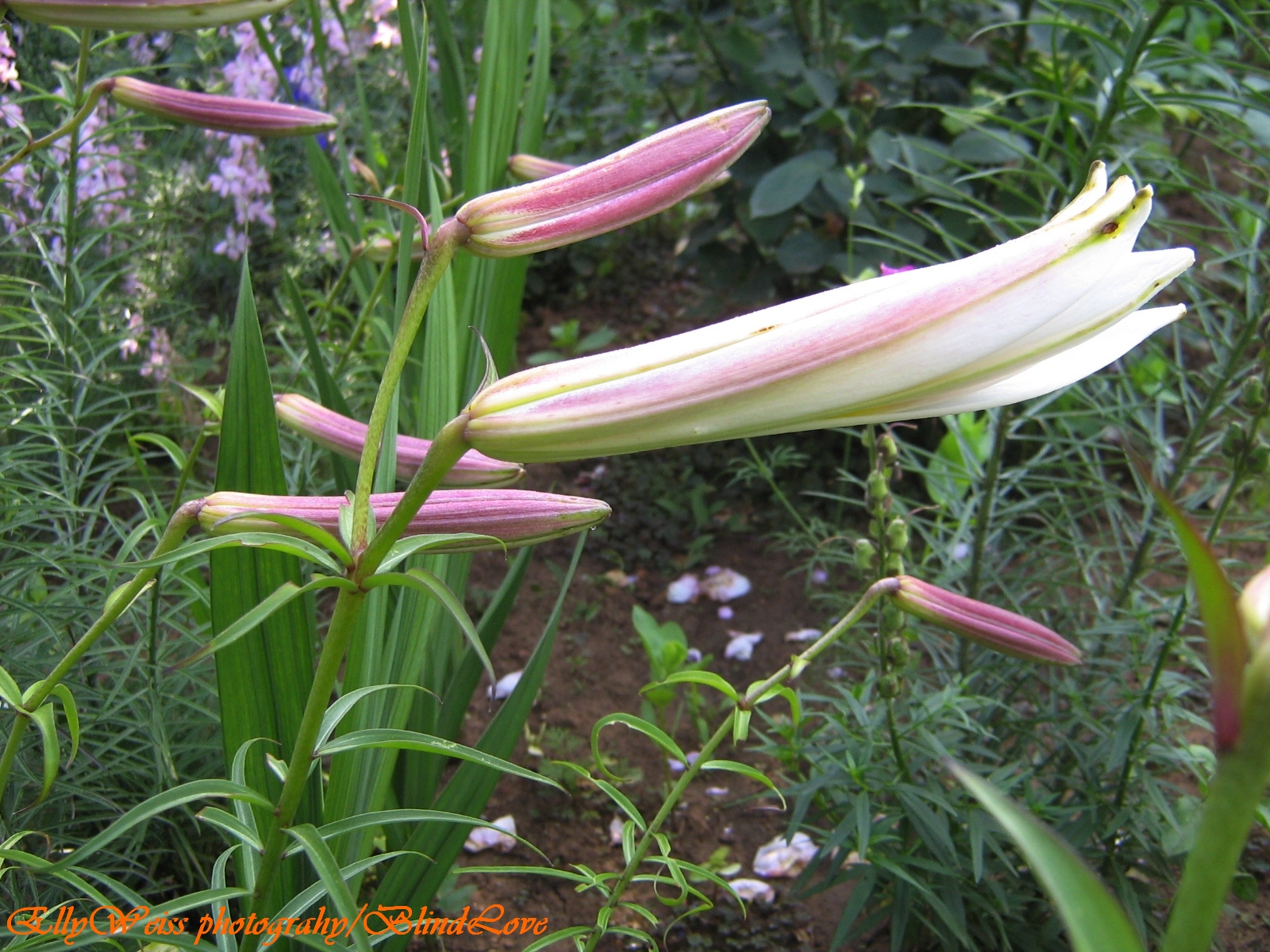 Blind Love: Crinul imperial (Lilium regale)