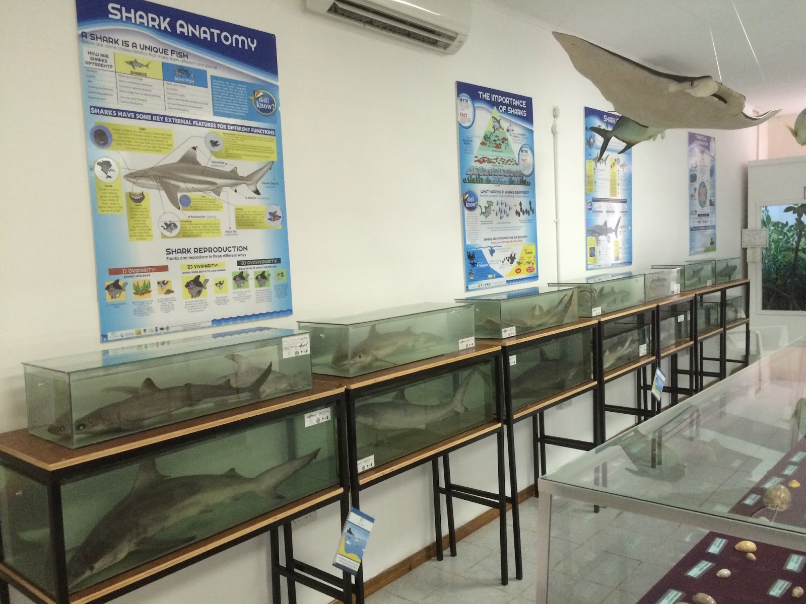 The Green Islands Foundation - Seychelles: GIF shark project ...