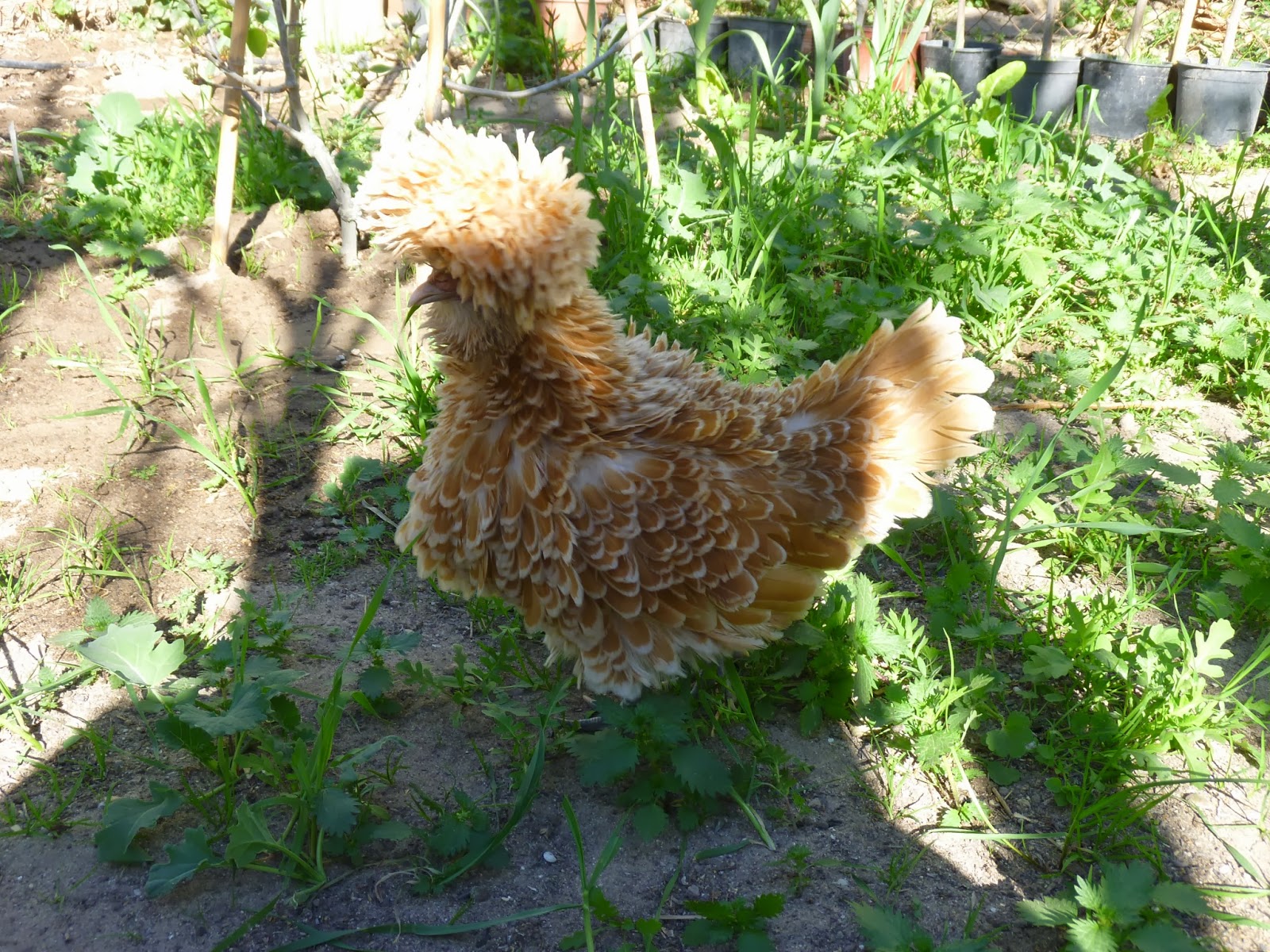 Granja de Selección y Reproducción de aves y animales de Raza.