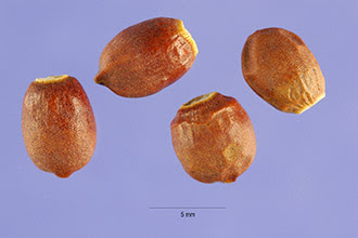 Fruit Seeds of Southern Michigan: Taxus spp.-- Yews