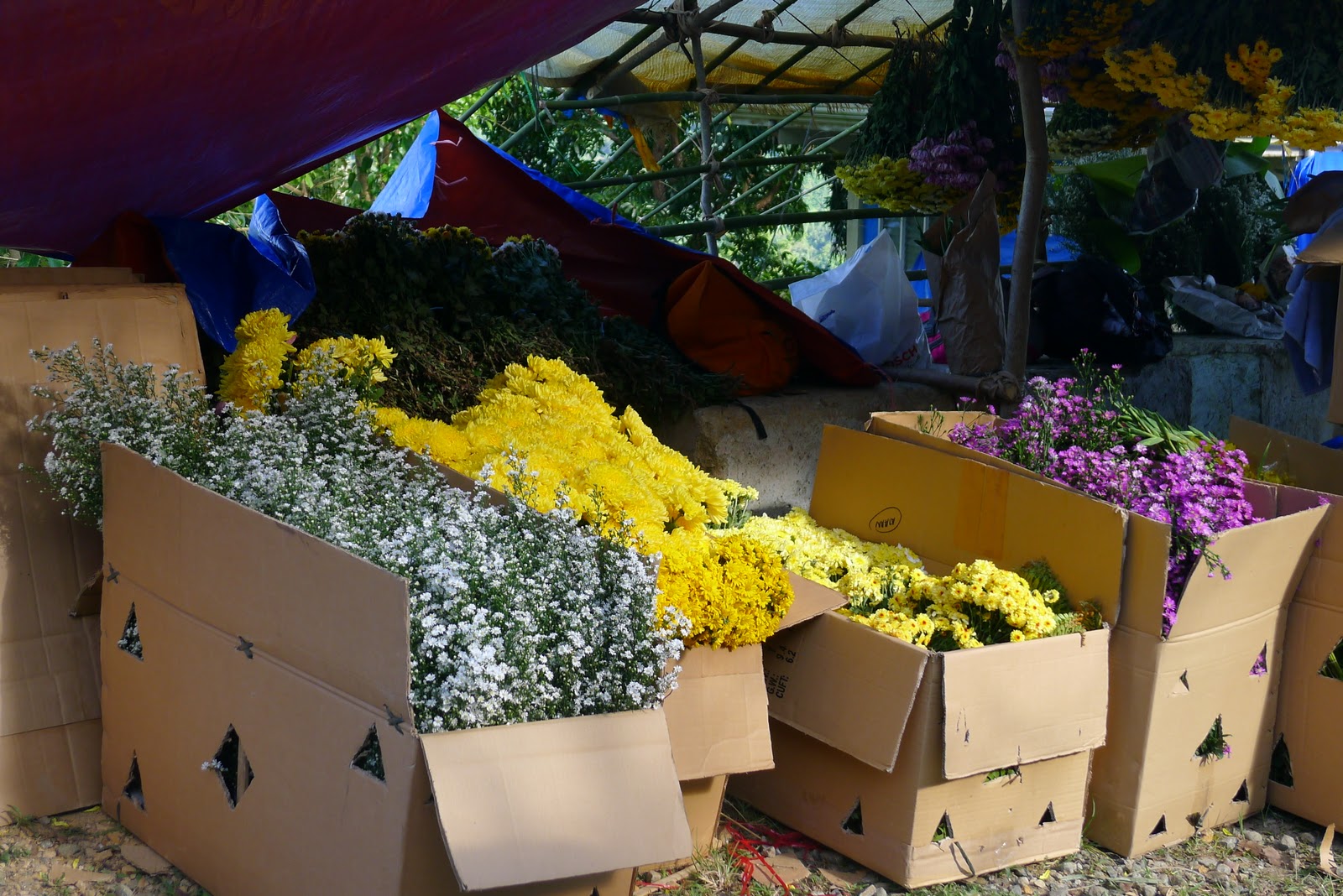 adventures in sustainability: The Flower Growers of Busay, Cebu