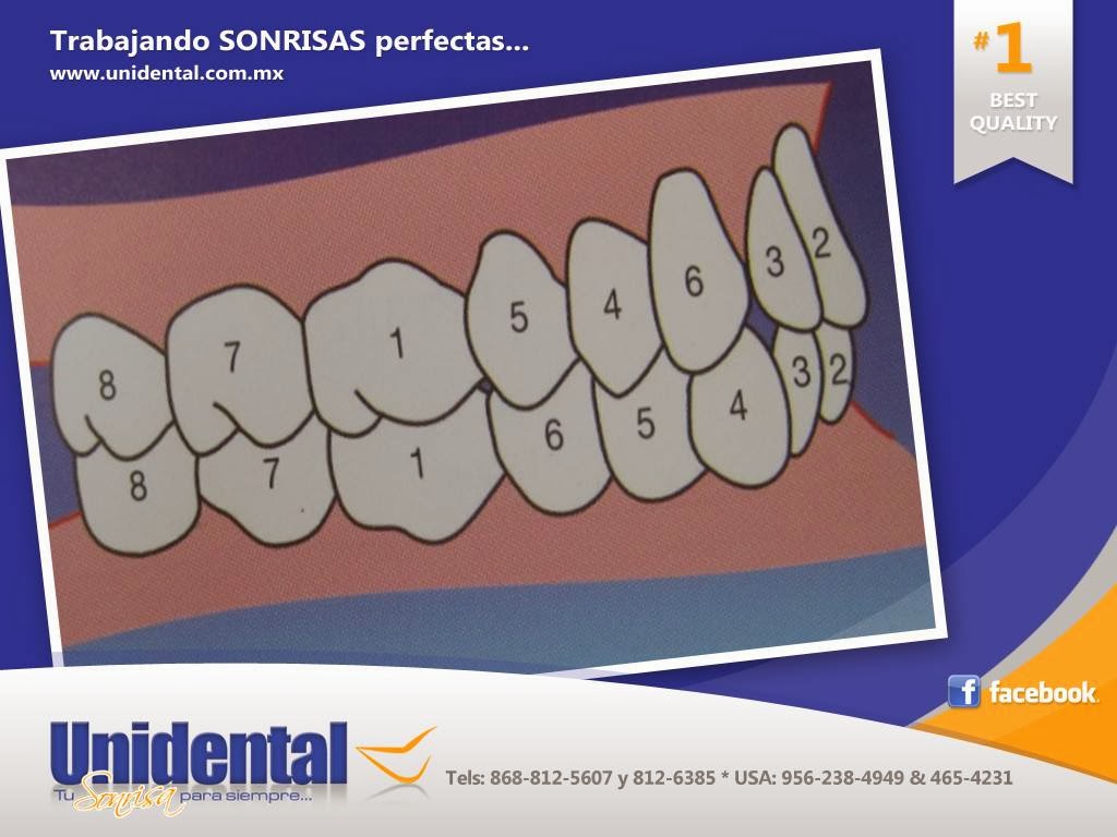 Unidental Medica Jardin: Conoce tus dientes...Secuencia de erupción de ...