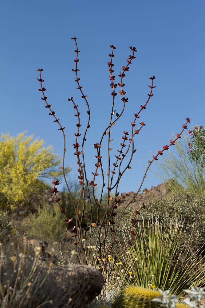 SooZeQues Arroyo Junkers and Other Resurrections: Ocotillo (Cactus ...
