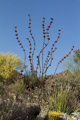 SooZeQues Arroyo Junkers and Other Resurrections: Ocotillo (Cactus ...