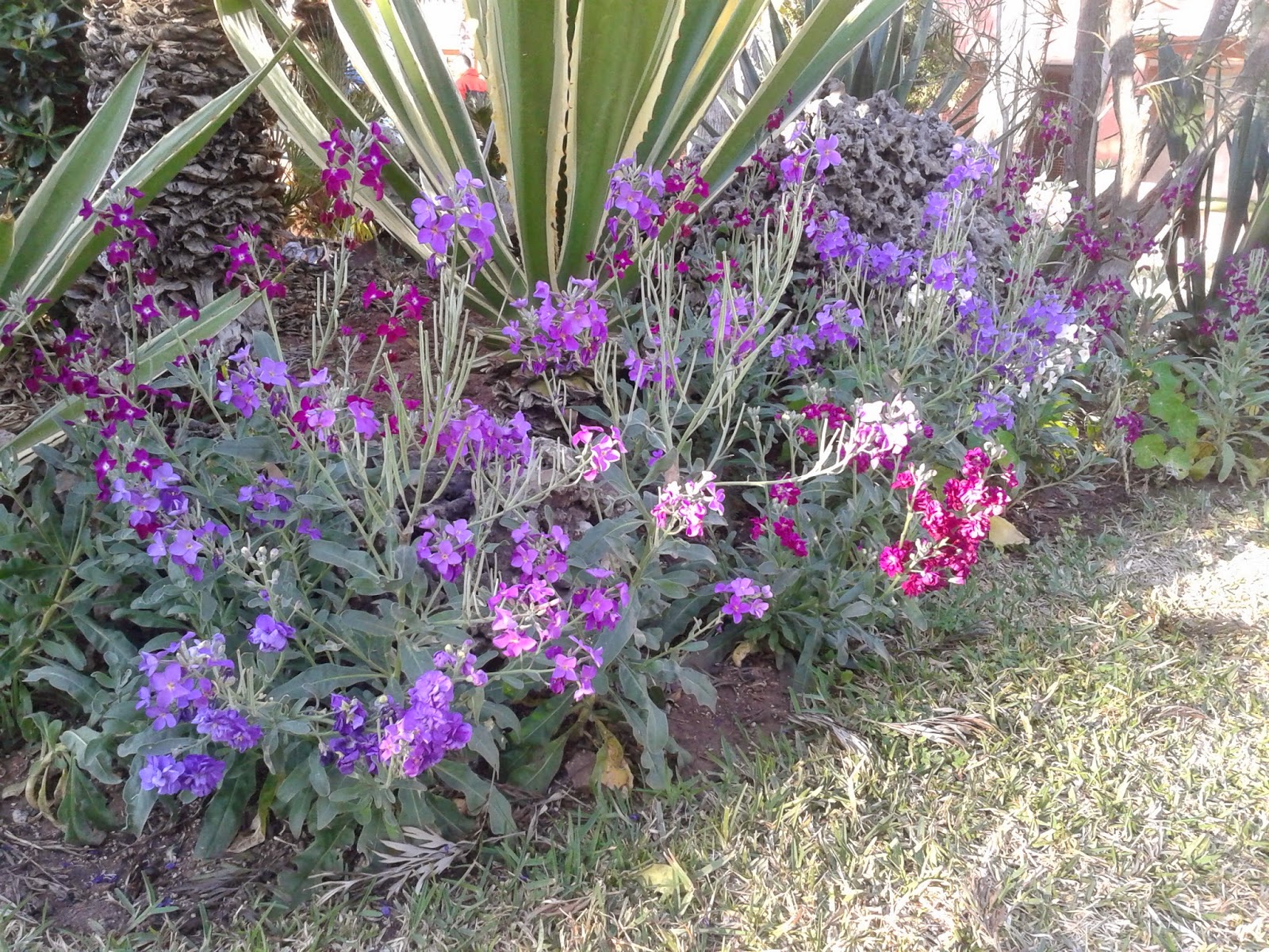 AGRARIA HUERTA SALAMA: LOS ALHELÍES EN FLOR