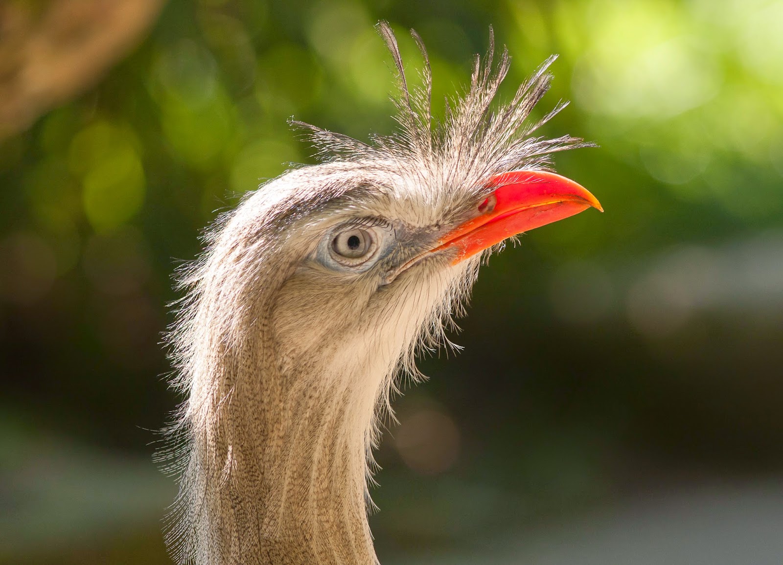 Dieren: Vogel koppen
