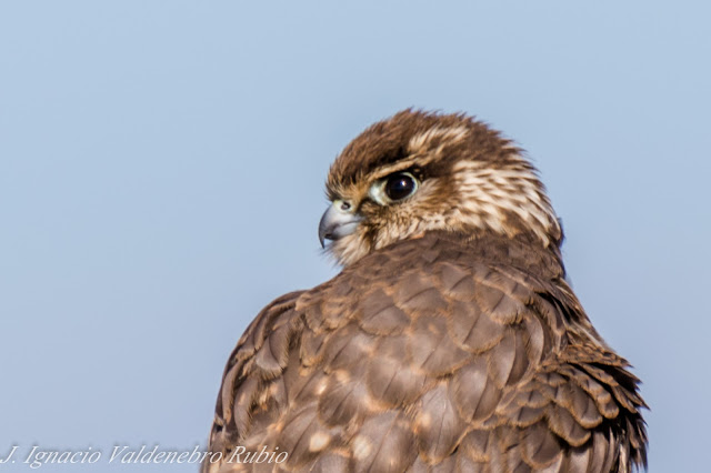 DocNatureBlog: El halcón más pequeño de Europa en Cabo Peñas. Esmerejón ...