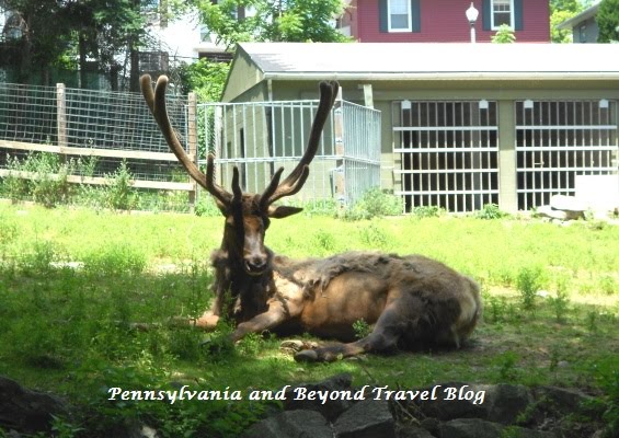 Pennsylvania & Beyond Travel Blog: Family Play Date to ZooAmerica in ...