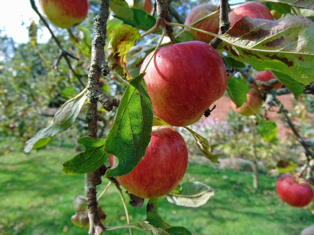 The Castle Bromwich Hall Gardens Blog: September 2014