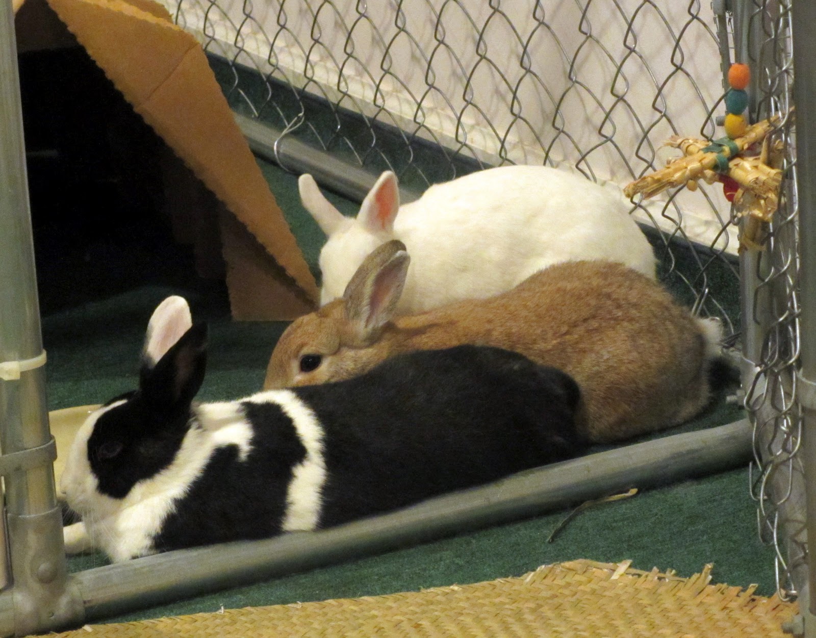 Rabbit Ramblings: Bunny manners ...