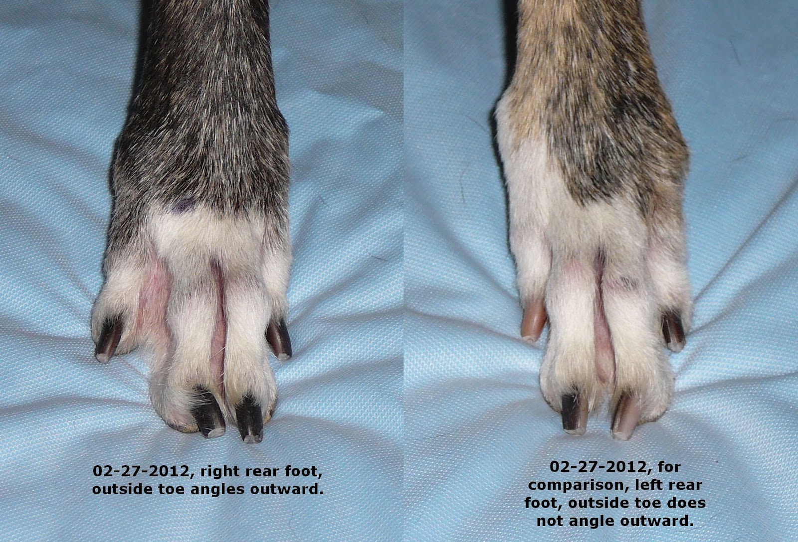 NEVER SAY NEVER GREYHOUNDS: My Friend, Time