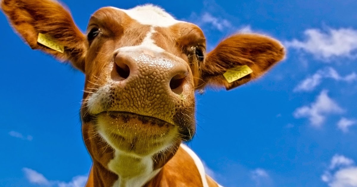 Koe met gele oormerken