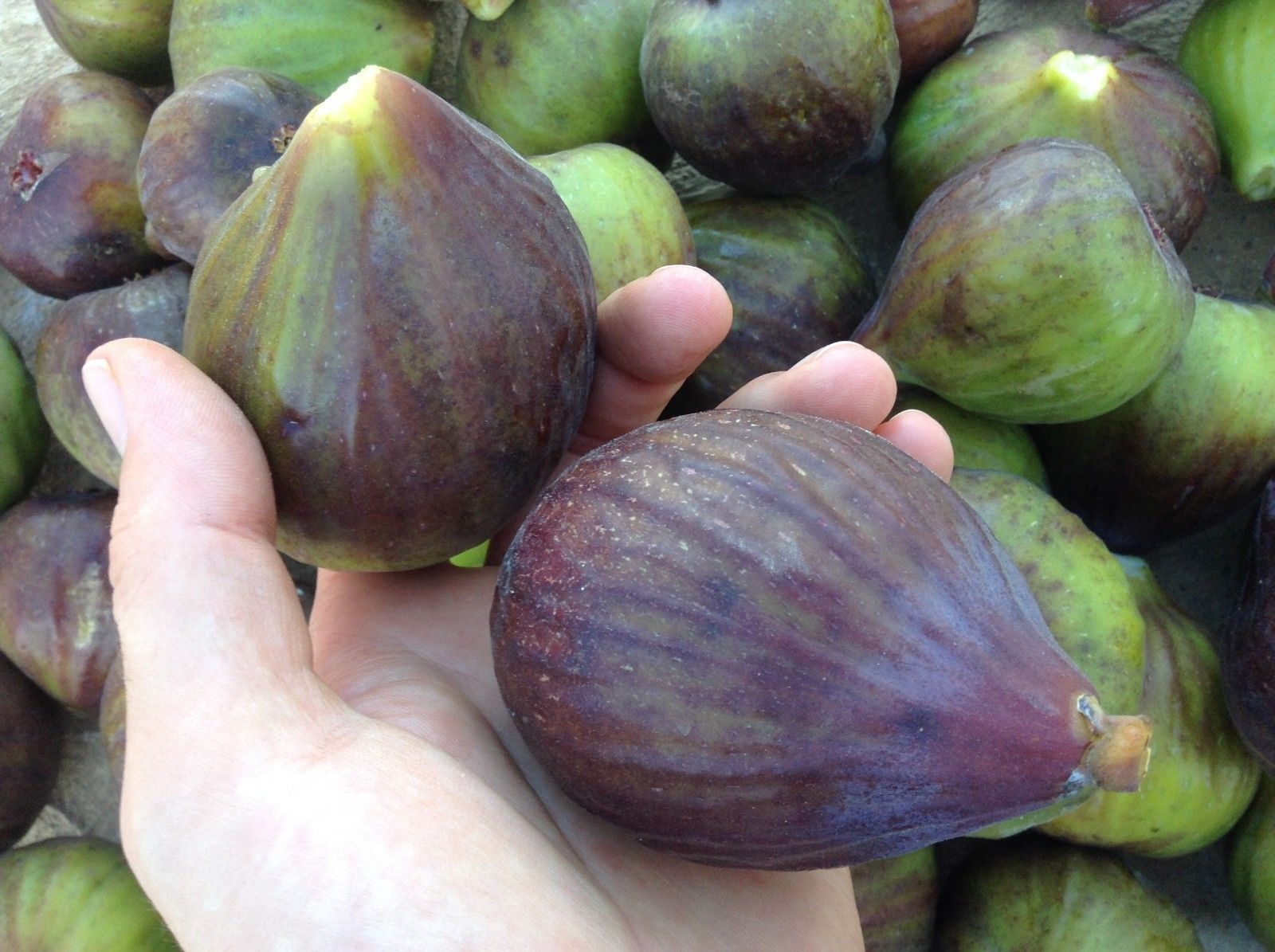 Black Malta Fig - Var Tin