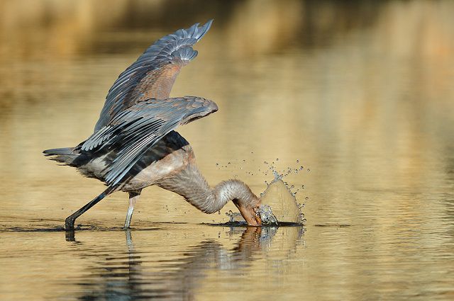 Amazing Animal Close-ups ♣ | OSMEB
