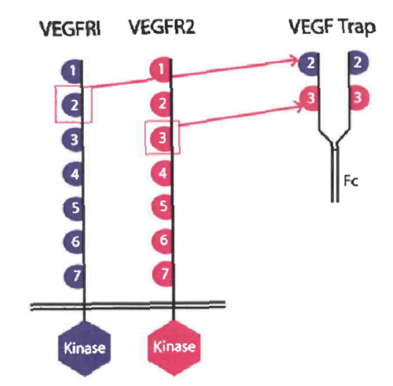 VEGF Trap Eye Trapped by Genentech Patent - Regeneron & Bayer ...