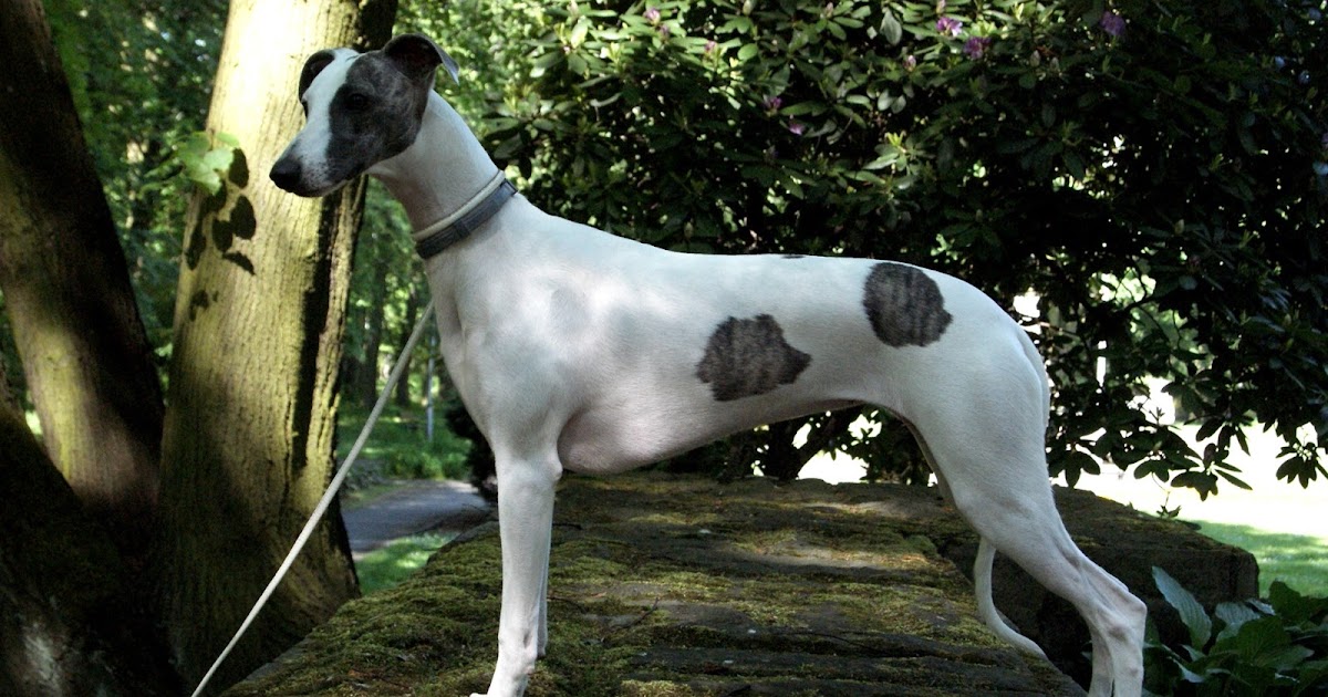 whippety Minori Ad Majus : 7-miesięczna Grafisia