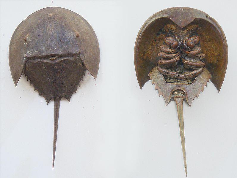 L'angolo della Geologia: Limulus - Fossile vivente - Contiene Video